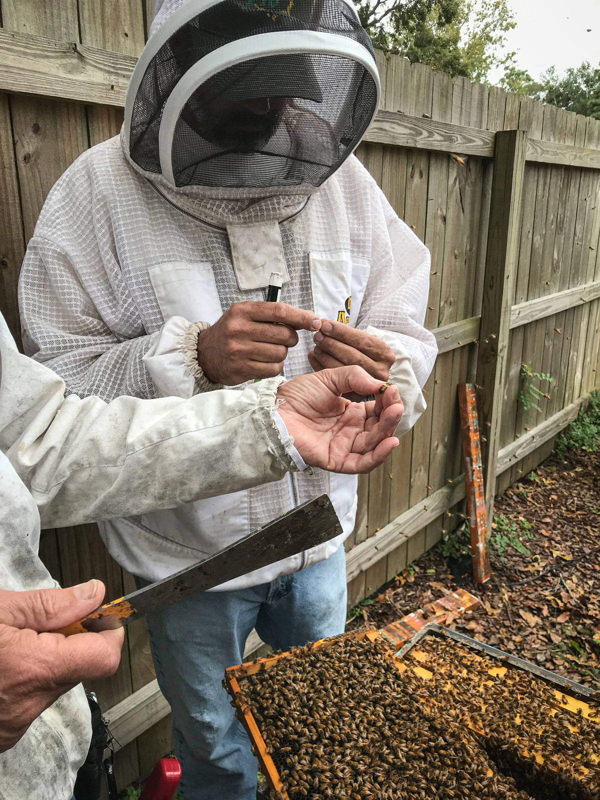 Our Apiaries - Local Honey From St. Augustine